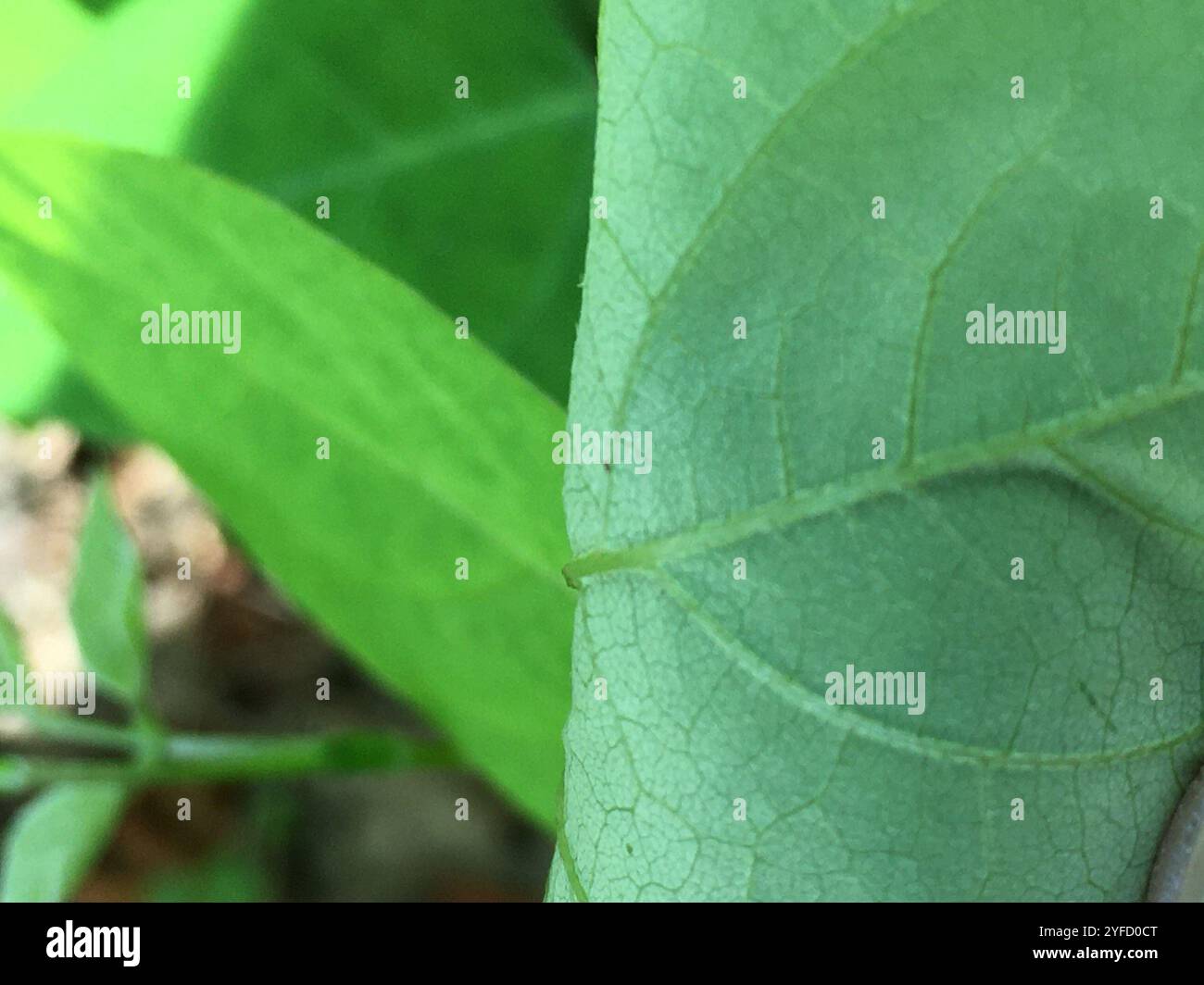 American hog-peanut (Amphicarpaea bracteata Stock Photo - Alamy