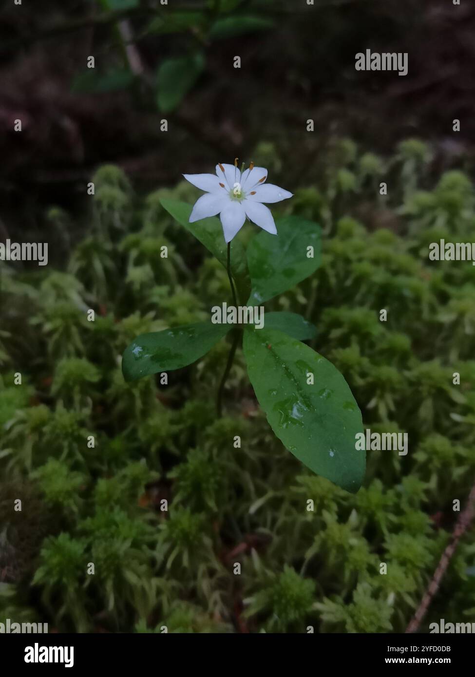 Arctic Starflower (Lysimachia europaea Stock Photo - Alamy