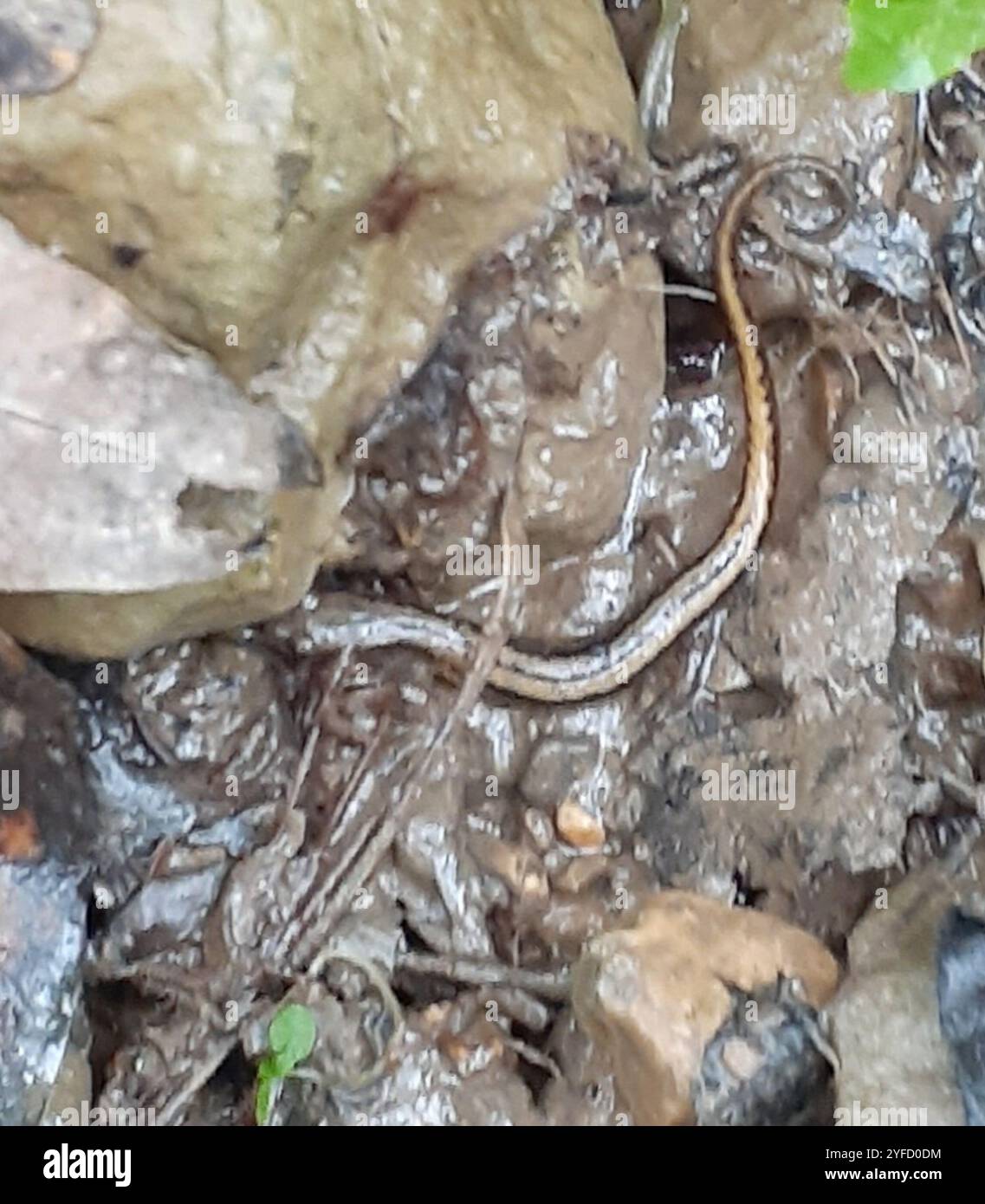 Southern Two-lined Salamander (Eurycea cirrigera Stock Photo - Alamy