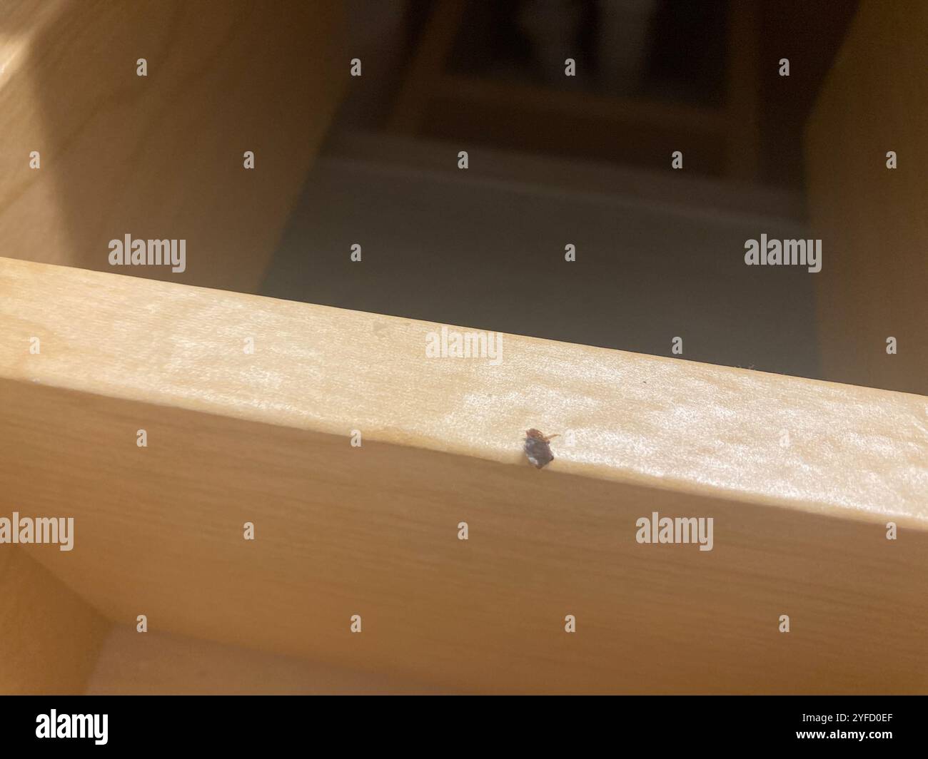 Bed Bugs (Cimicidae Stock Photo - Alamy