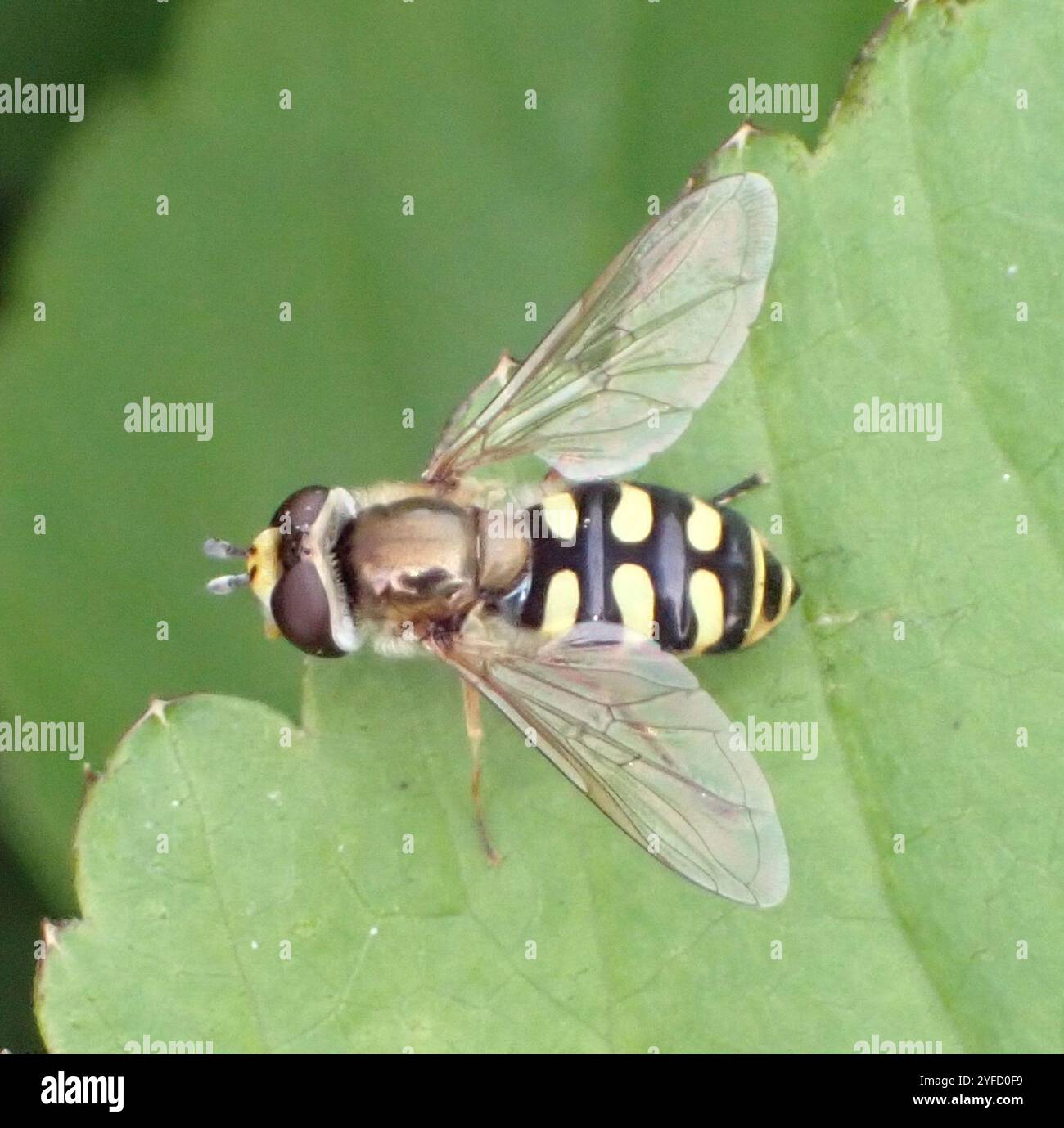 Migrant Hover Fly (Eupeodes corollae Stock Photo - Alamy
