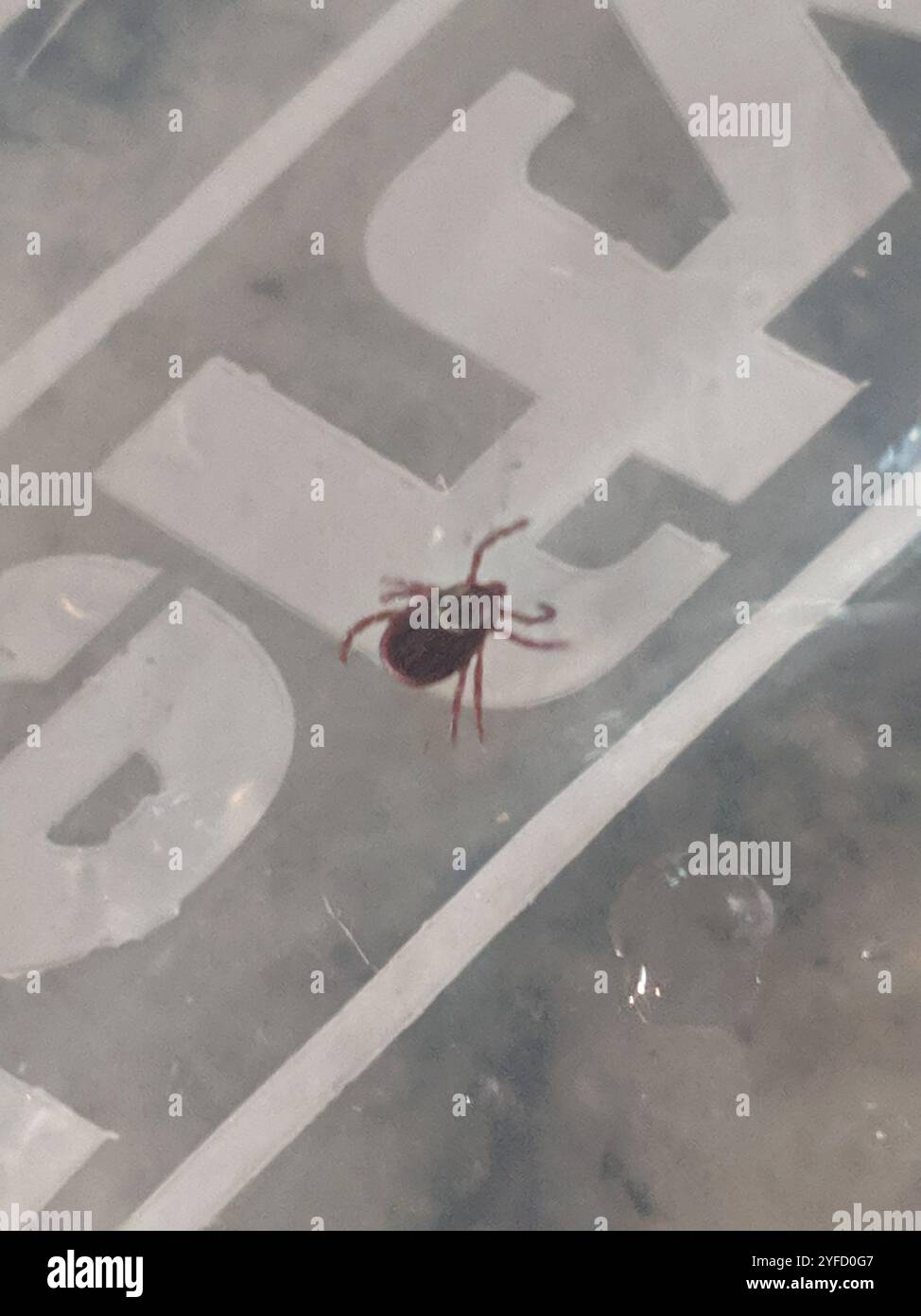 American Dog Tick (Dermacentor variabilis Stock Photo - Alamy