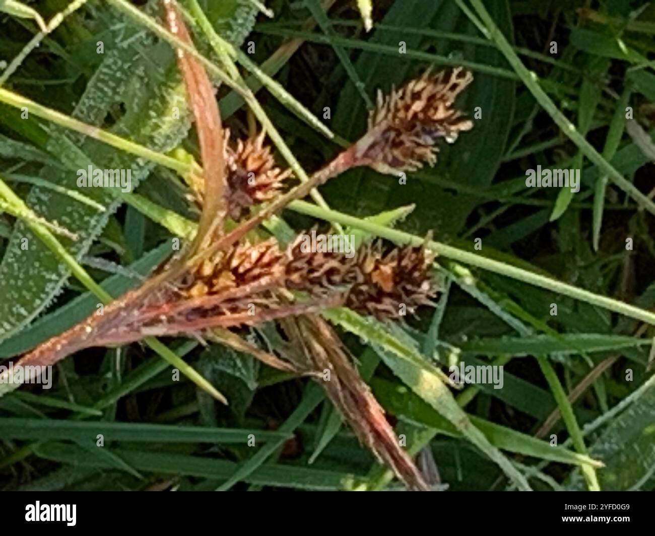 Field woodrush (Luzula campestris Stock Photo - Alamy