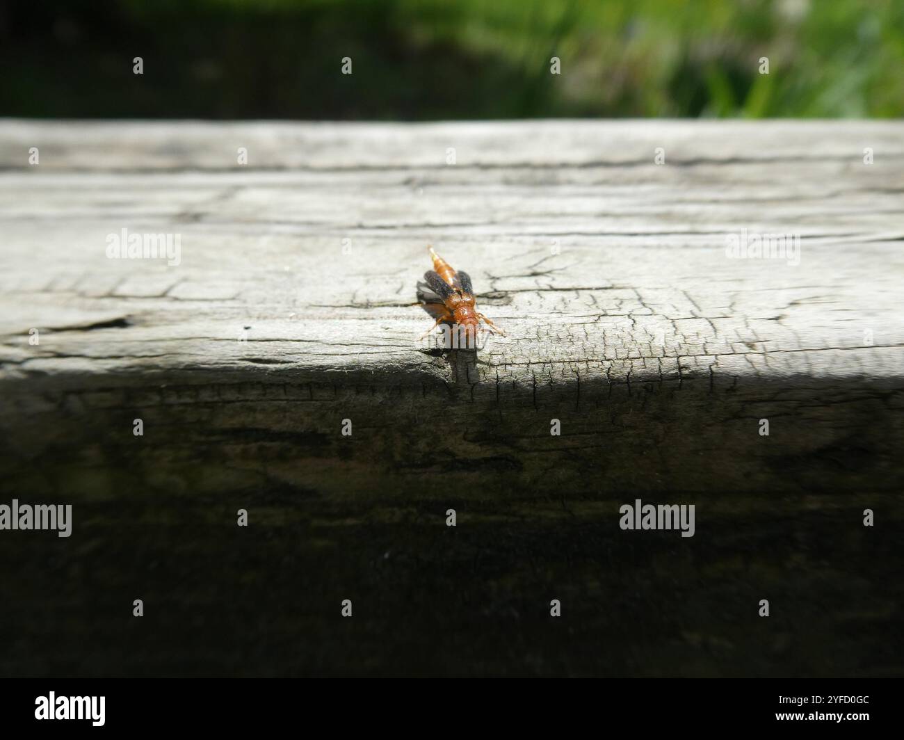 Sapwood Timberworm Beetle (Hylecoetus lugubris Stock Photo - Alamy