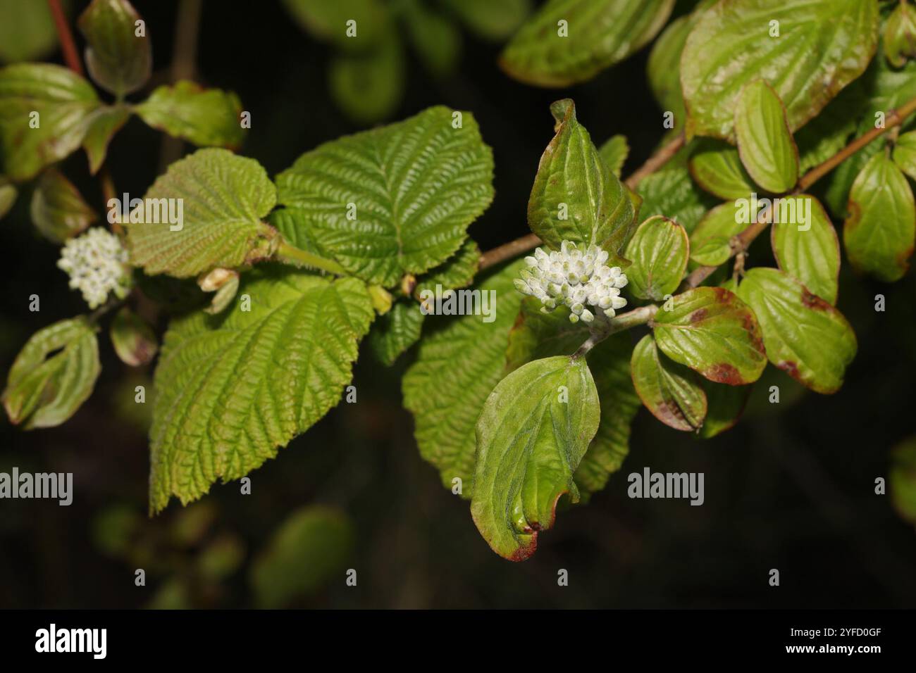 common dogwood (Cornus sanguinea Stock Photo - Alamy
