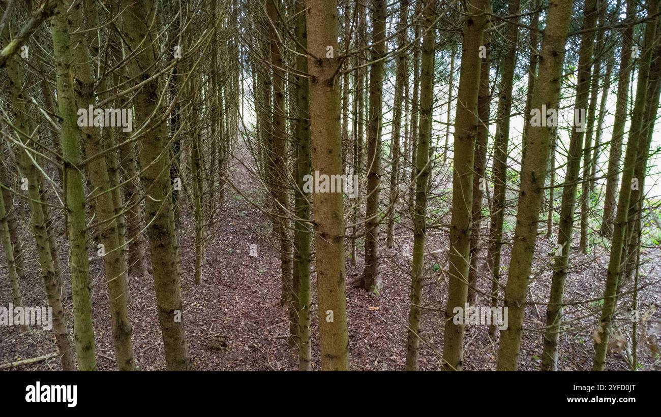 Kammlach, Bavaria, Germany - 2 November 2024: Dense forest with tall ...