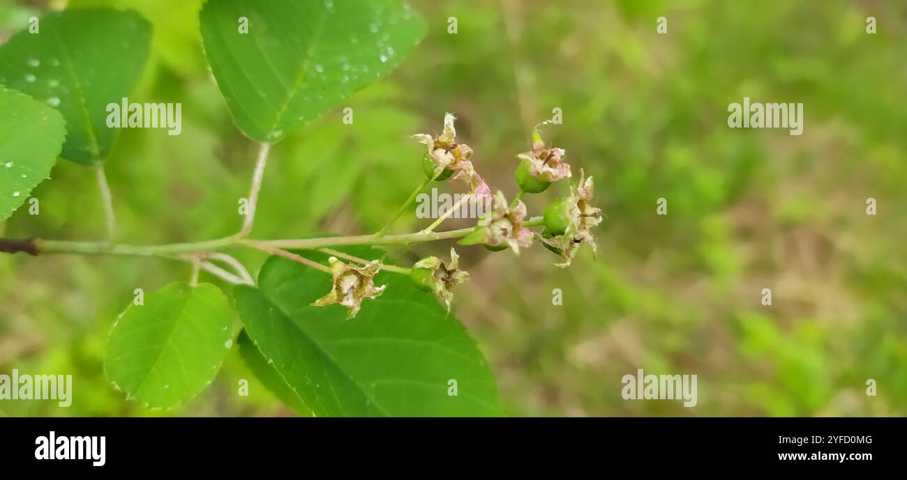 Dwarf Serviceberry (Amelanchier × spicata Stock Photo - Alamy