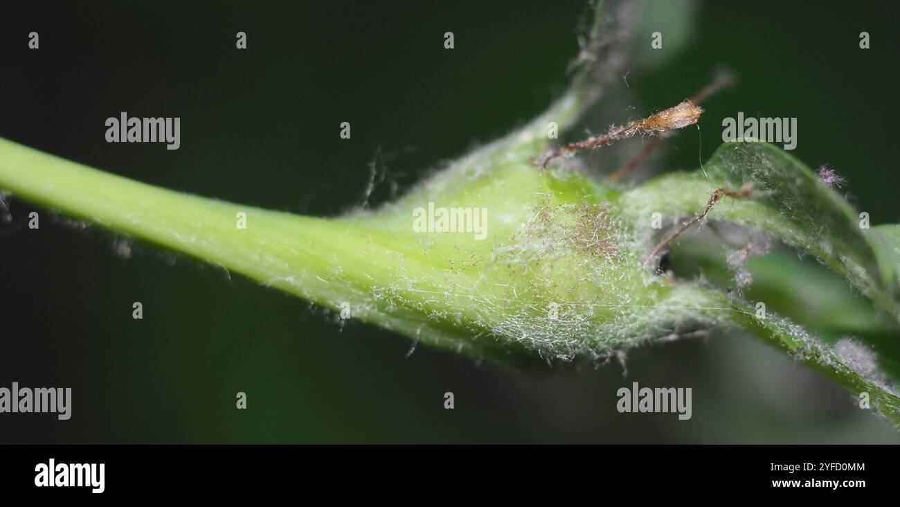 white oak club gall wasp (Callirhytis clavula Stock Photo - Alamy