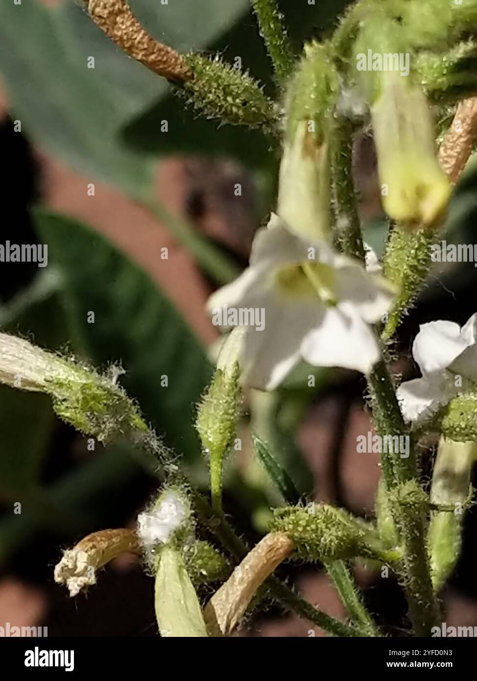Coyote tobacco hi-res stock photography and images - Alamy