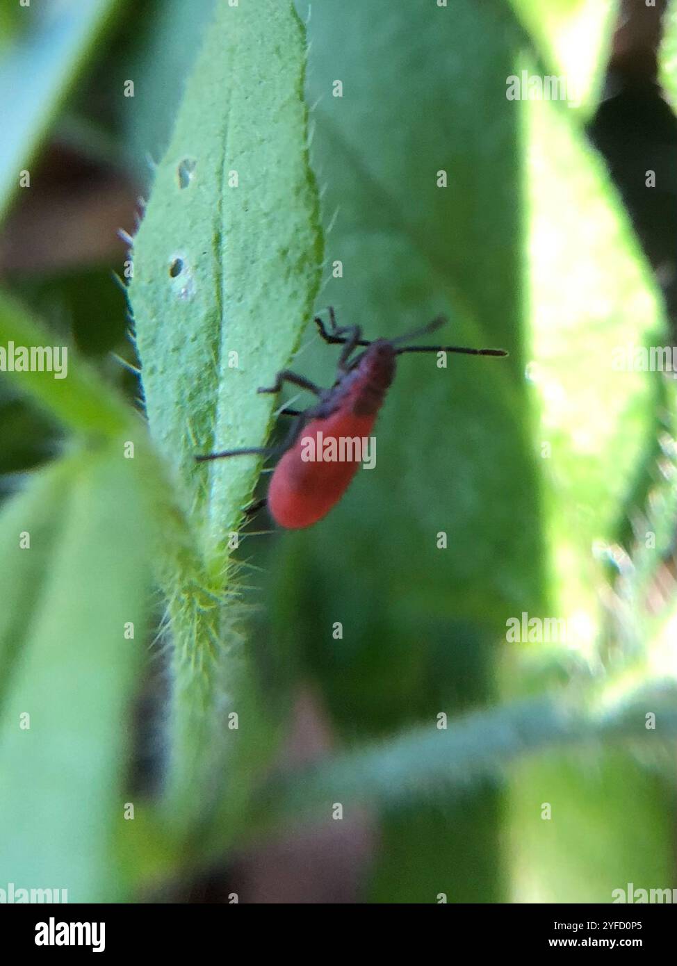 True Bugs, Hoppers, Aphids, and allies (Hemiptera Stock Photo - Alamy