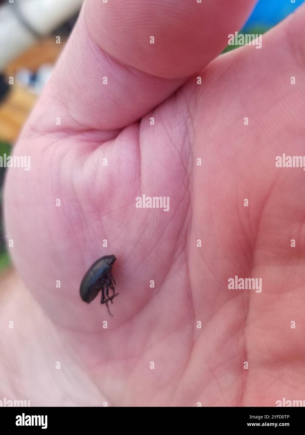 Cucujiform Beetles (Cucujiformia Stock Photo - Alamy