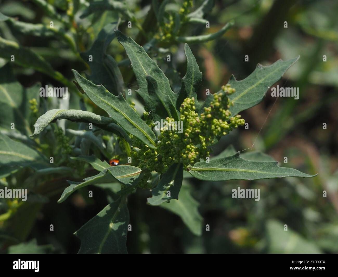 Oak leaved goosefoot hi-res stock photography and images - Alamy