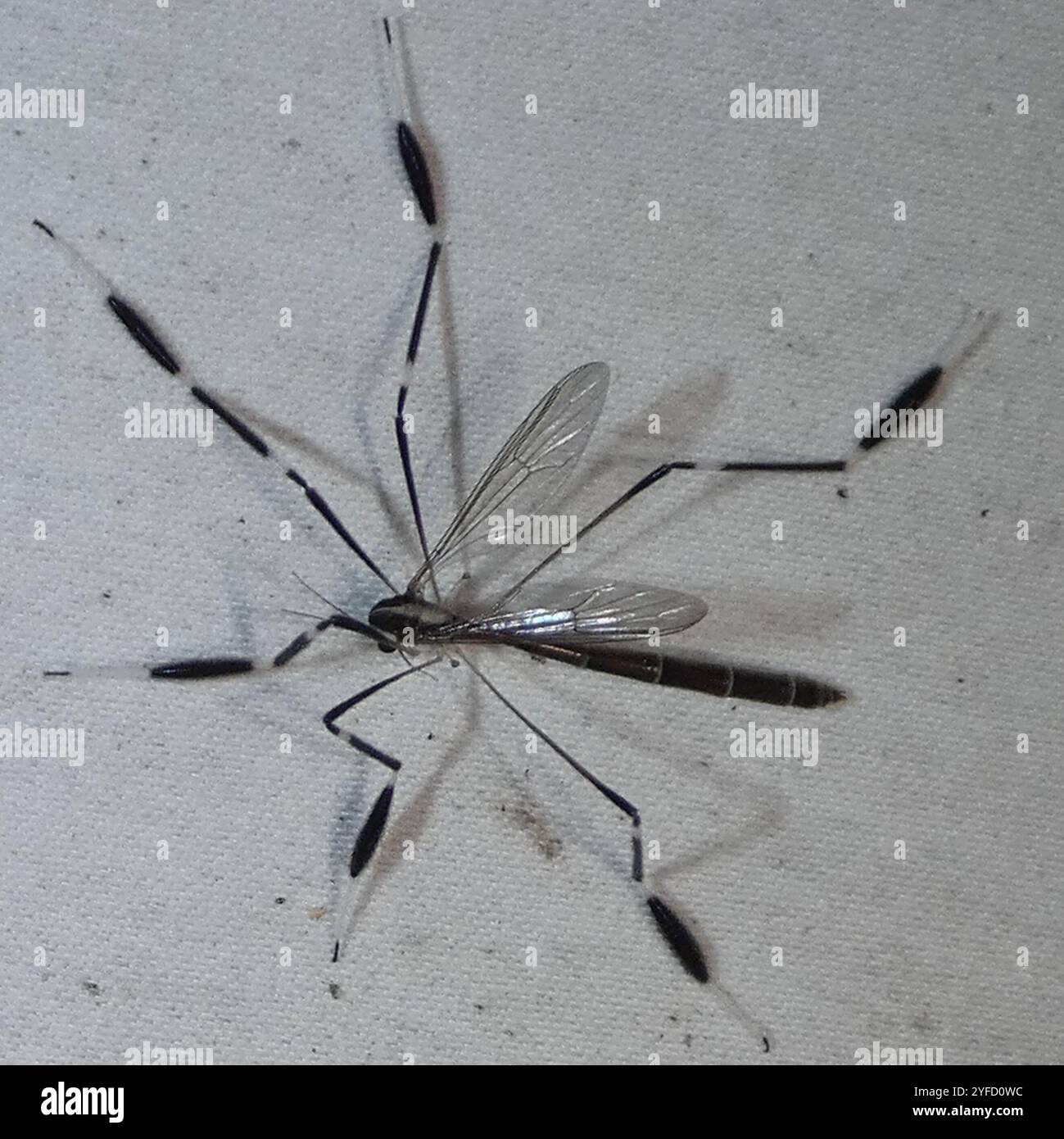 Eastern Phantom Crane Fly (Bittacomorpha clavipes Stock Photo - Alamy