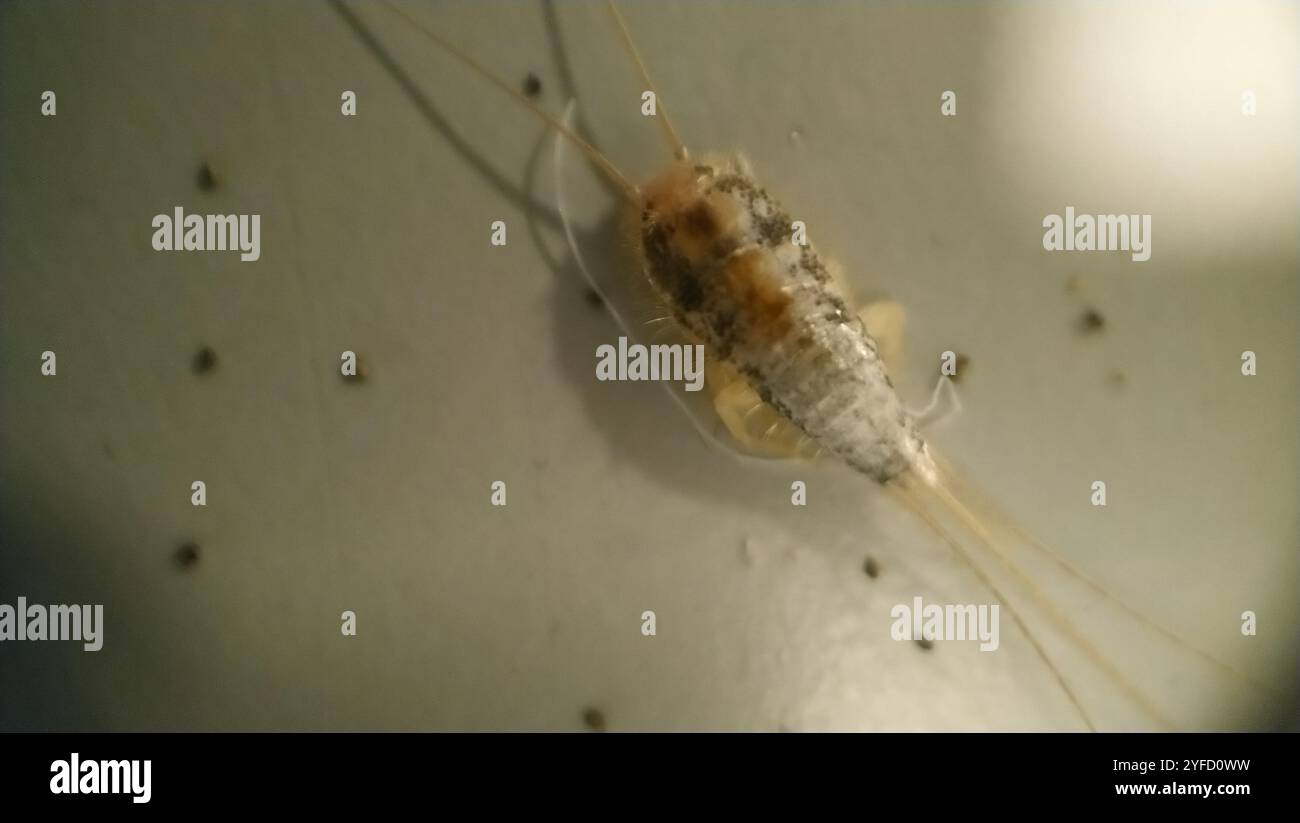Long-tailed Silverfish (Ctenolepisma longicaudatum Stock Photo - Alamy