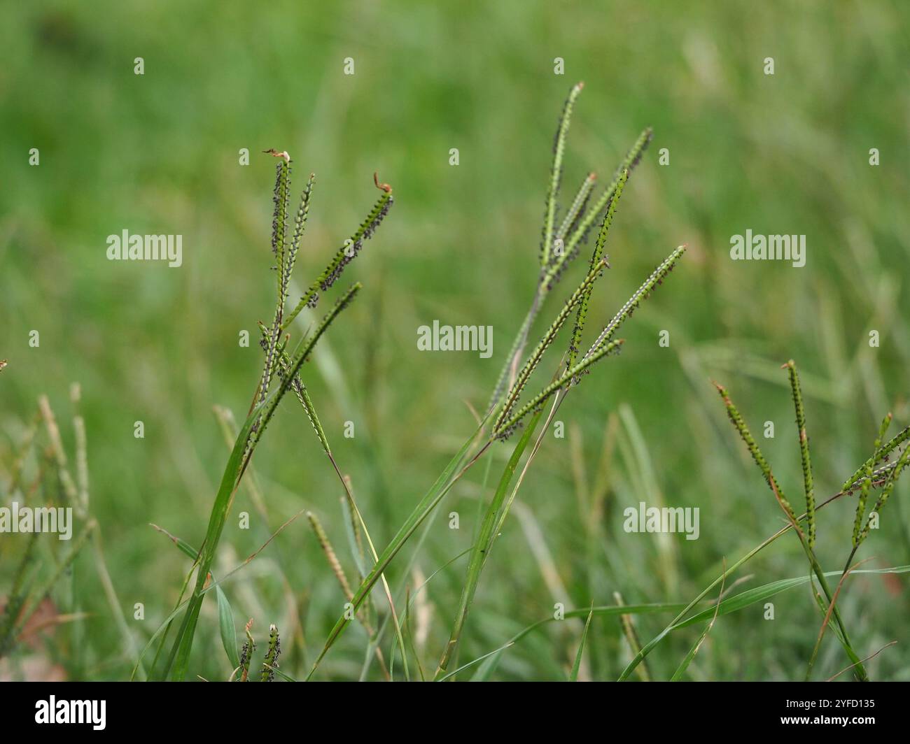 Bahia grass (Paspalum notatum Stock Photo - Alamy