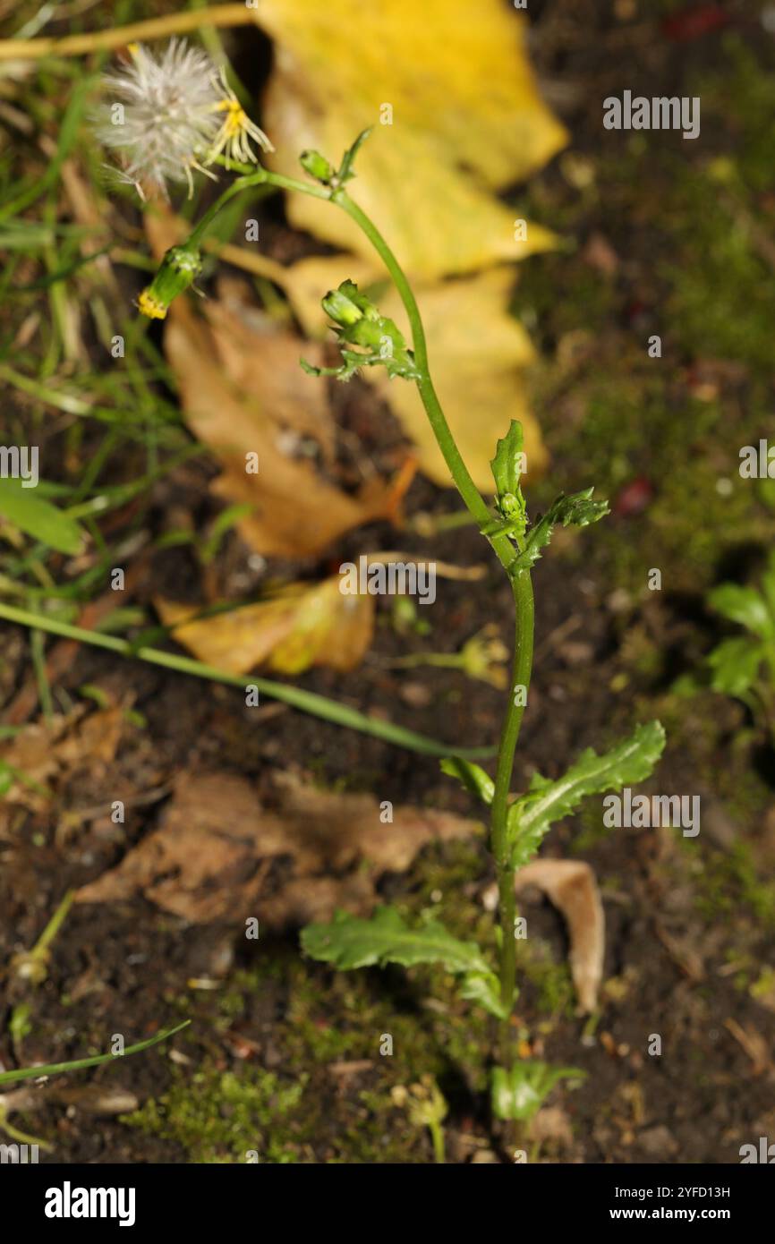 common groundsel (Senecio vulgaris Stock Photo - Alamy