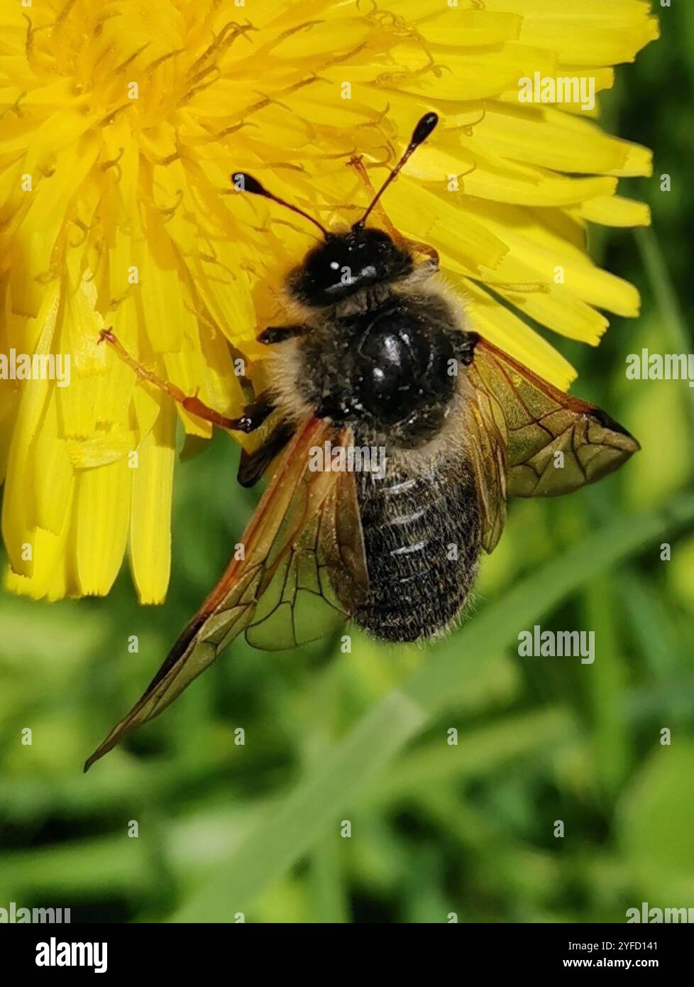 Trichiosoma hi-res stock photography and images - Alamy
