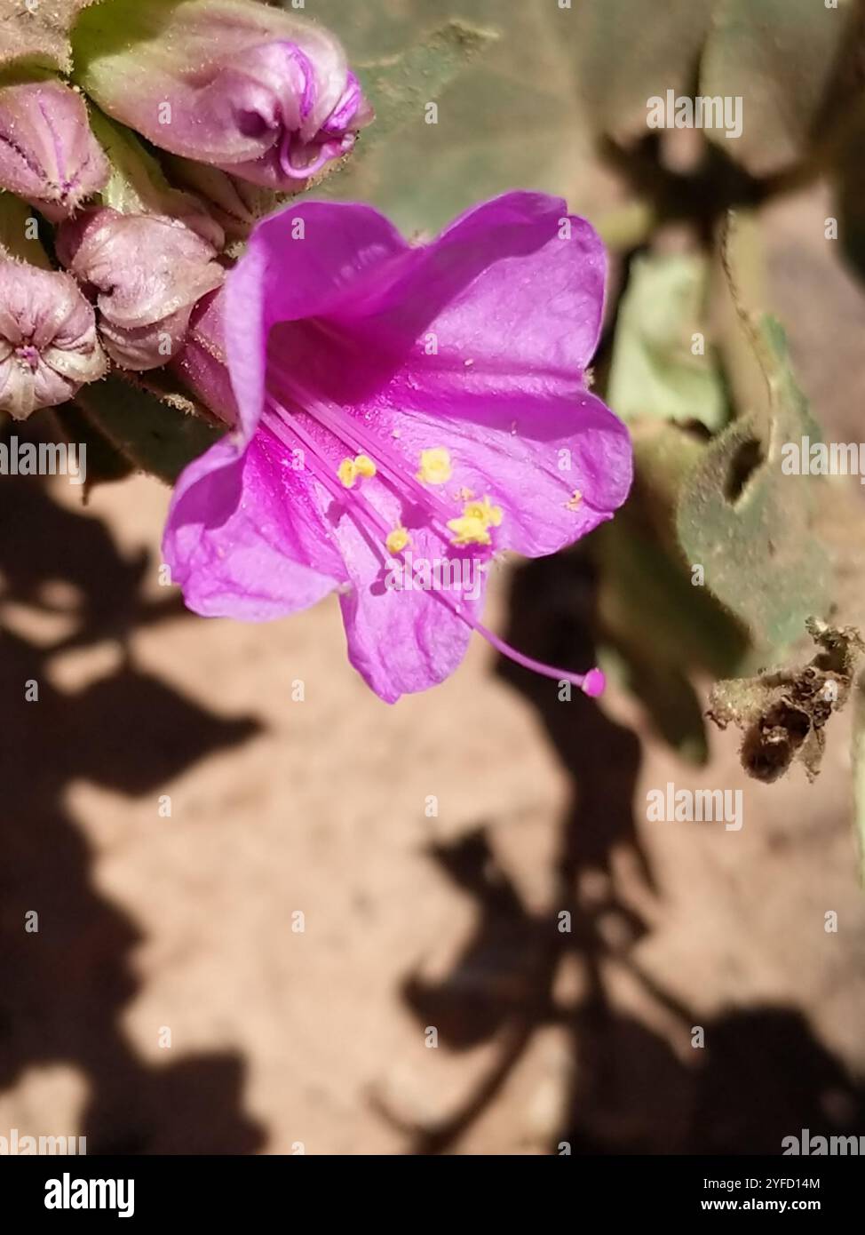 Colorado Four o'Clock (Mirabilis multiflora Stock Photo - Alamy