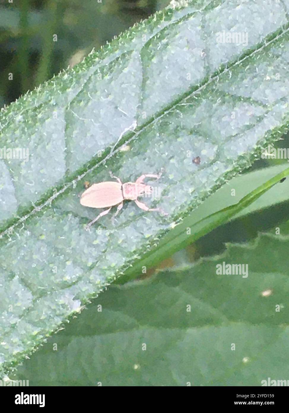 Eusomus ovulum hi-res stock photography and images - Alamy