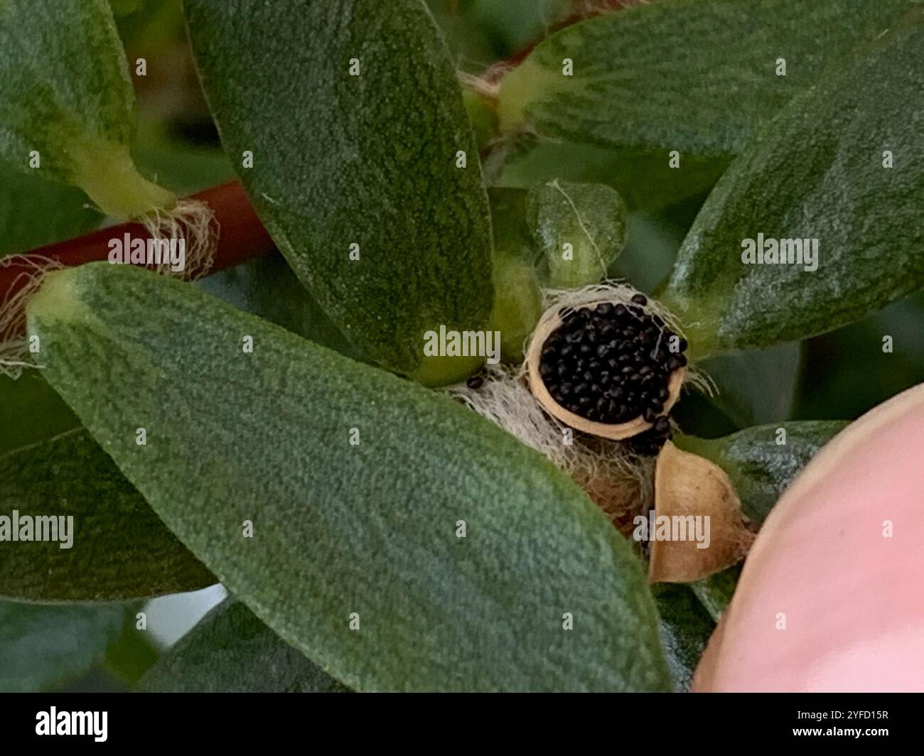Paraguayan Purslane (Portulaca amilis Stock Photo - Alamy