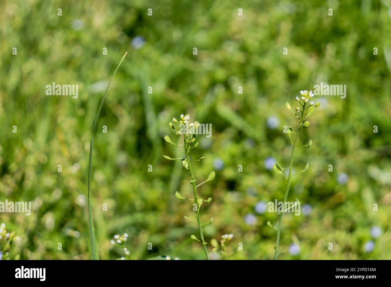 garlic penny-cress (Mummenhoffia alliacea Stock Photo - Alamy