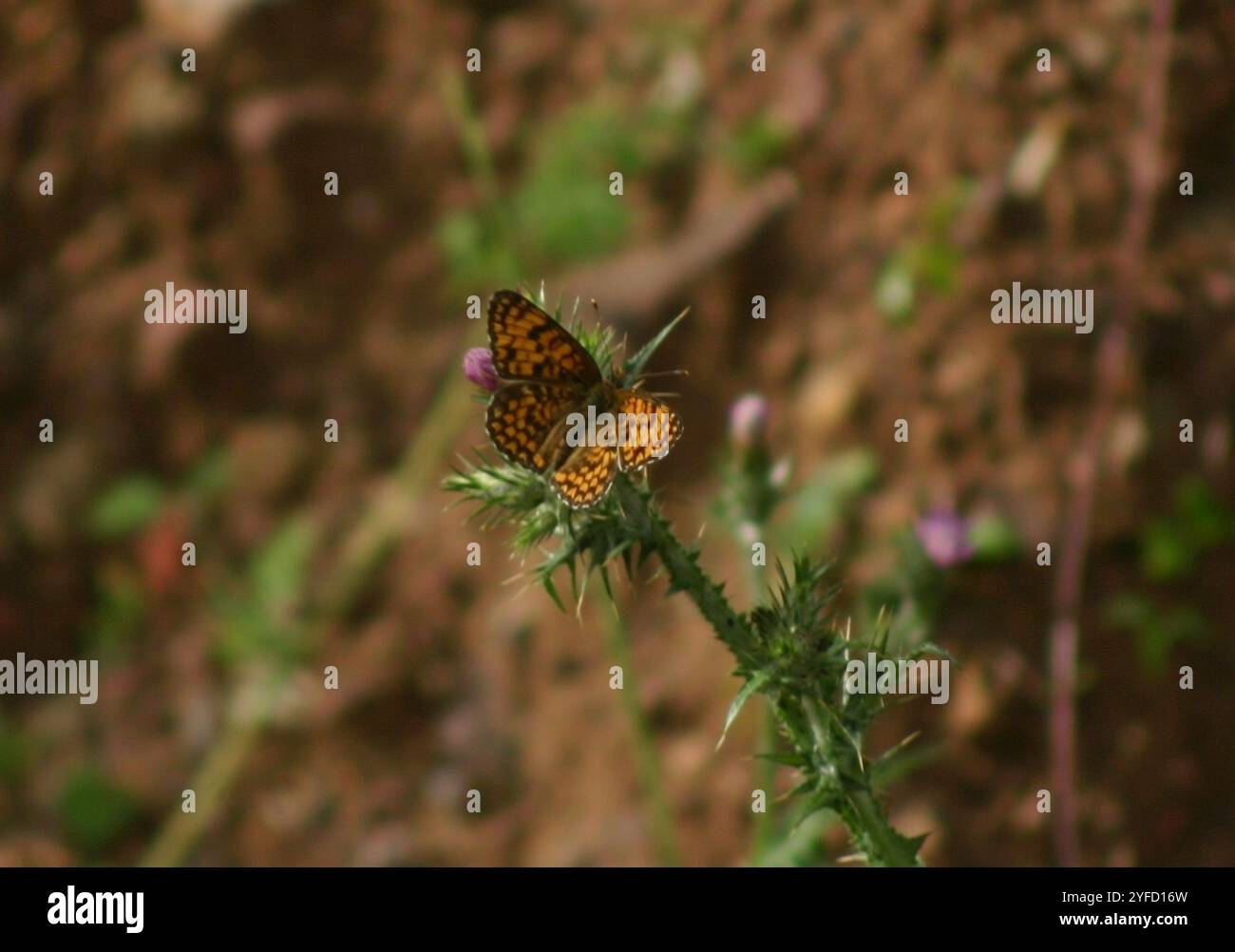 Knapweed Fritillary (Melitaea phoebe Stock Photo - Alamy
