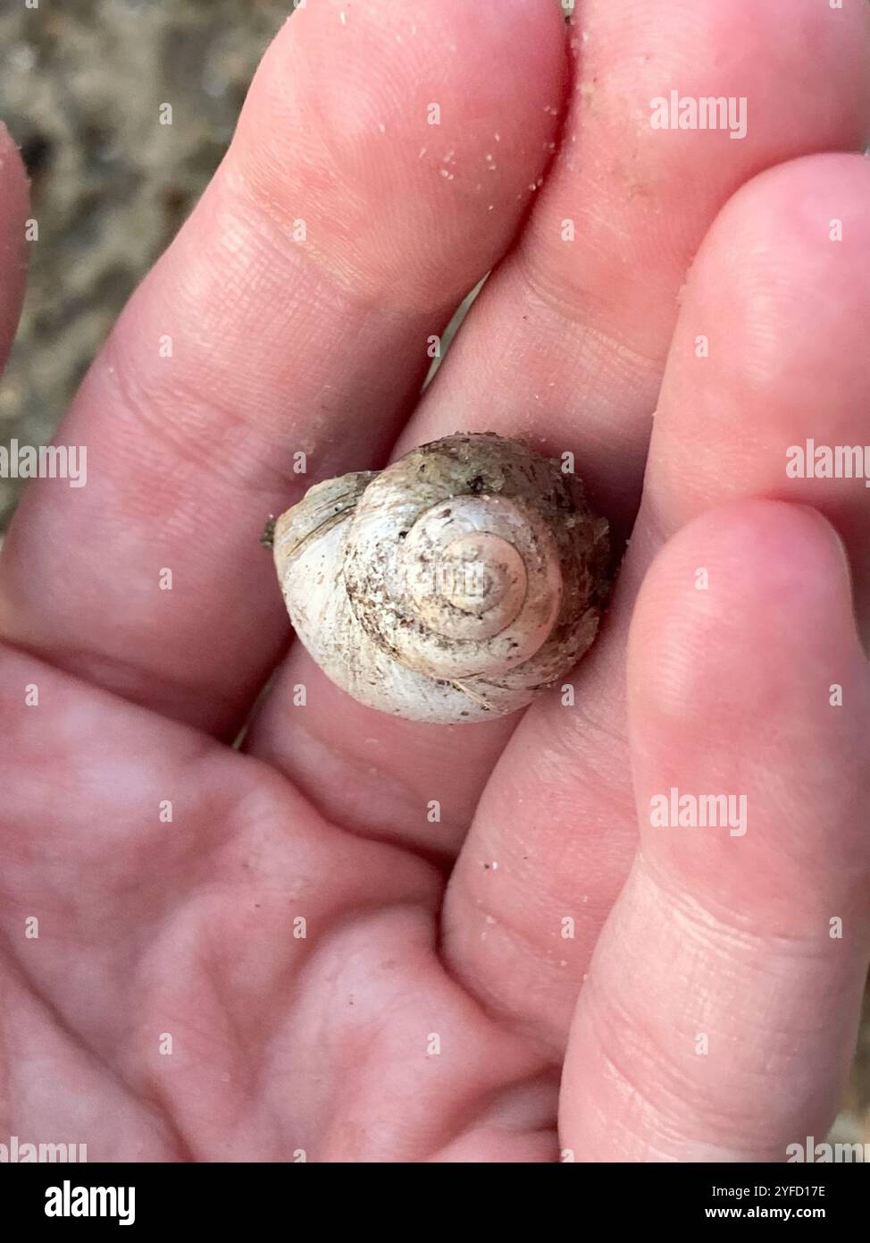 River Snails (Viviparidae Stock Photo - Alamy