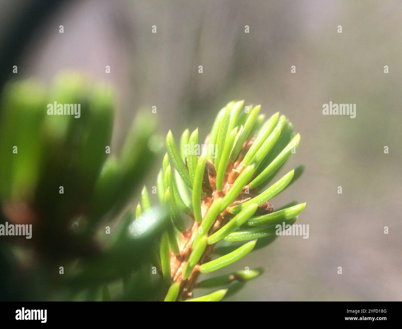 red spruce (Picea rubens Stock Photo - Alamy