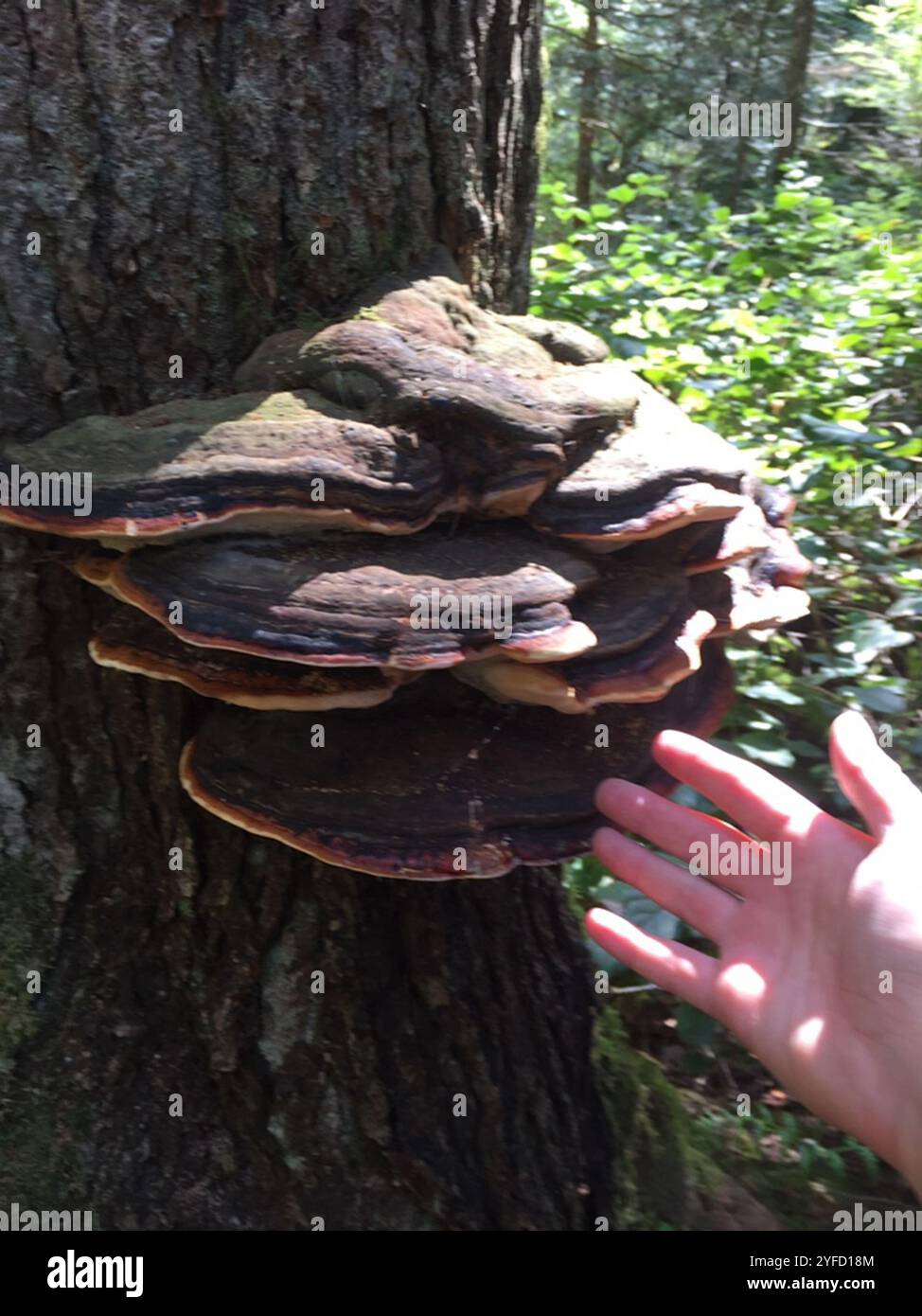 Northern Red Belt (Fomitopsis mounceae Stock Photo - Alamy