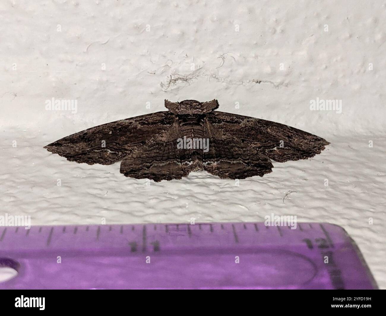 Lunate Zale Moth (Zale lunata Stock Photo - Alamy
