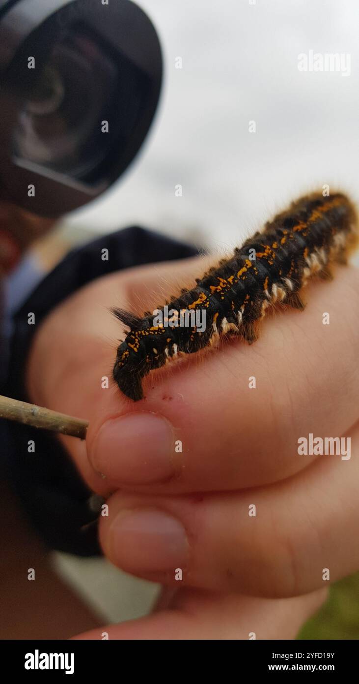 Drinker Moth (Euthrix potatoria Stock Photo - Alamy
