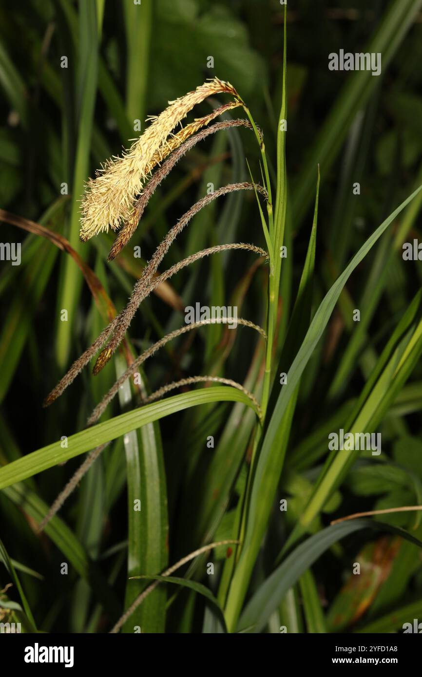 Hanging sedge (Carex pendula Stock Photo - Alamy