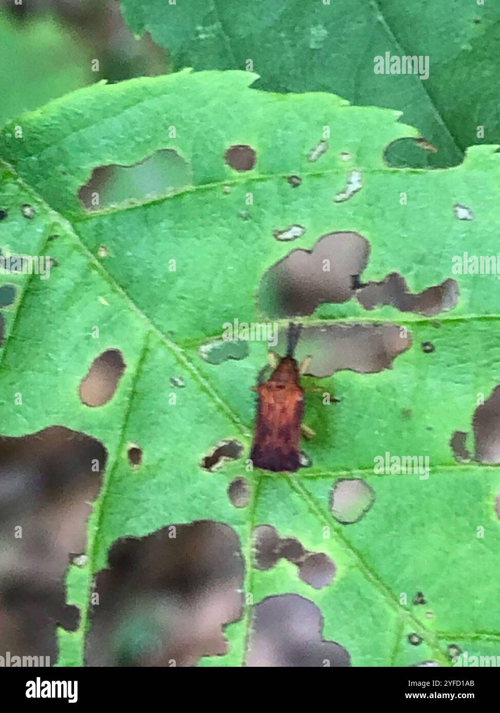 Winged and Once-winged Insects (Pterygota Stock Photo - Alamy