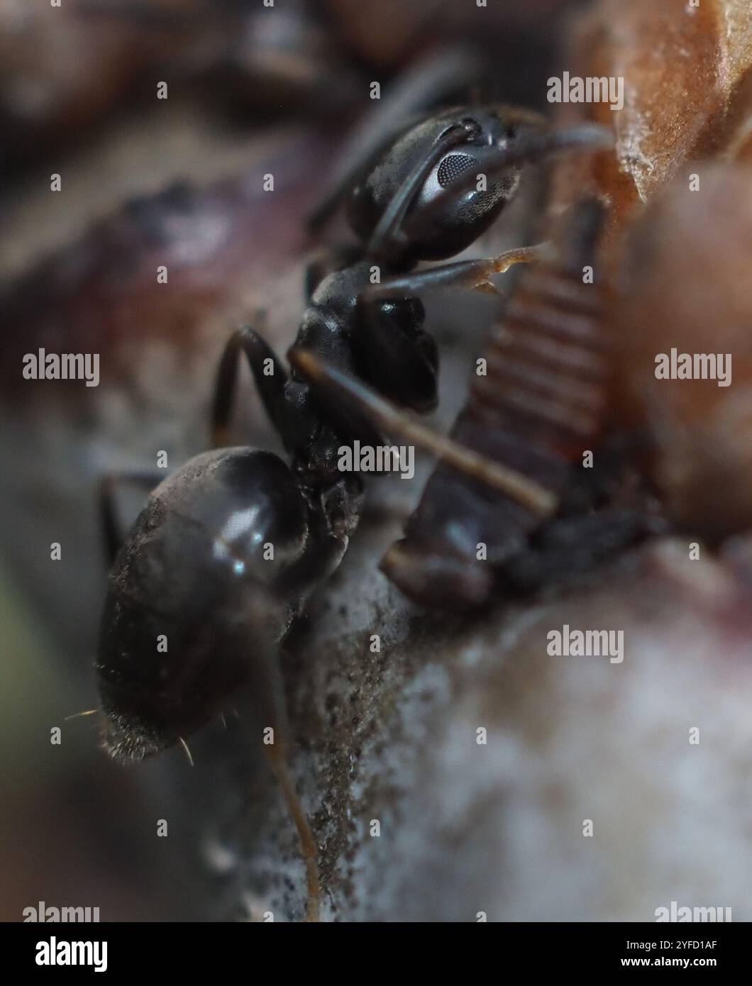 Typical Treehoppers (Membracidae Stock Photo - Alamy