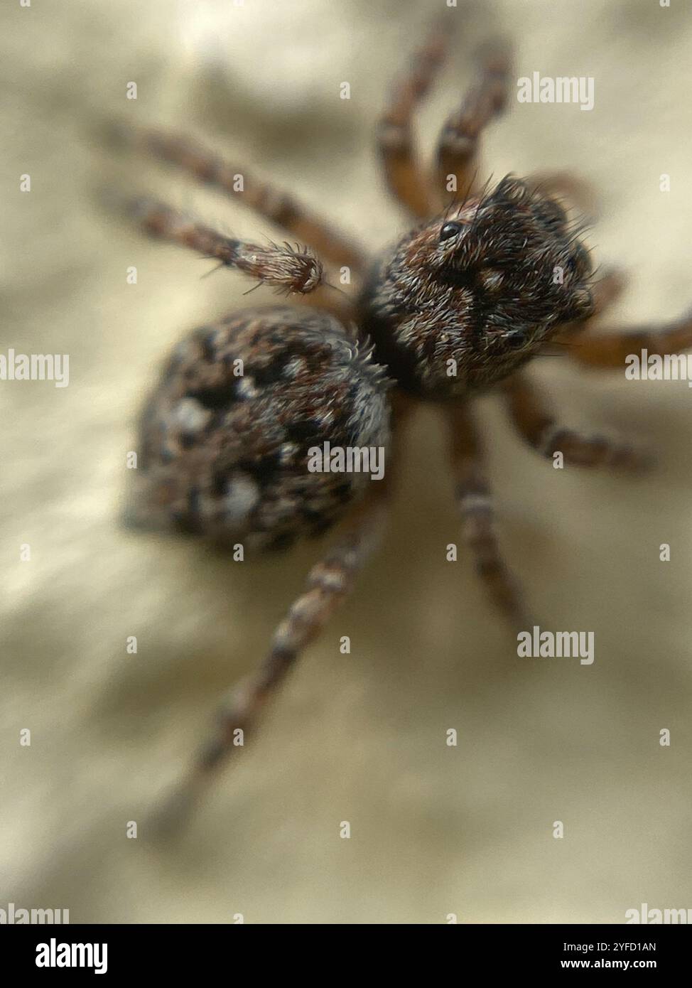 Downy jumping spider (Attulus pubescens Stock Photo - Alamy