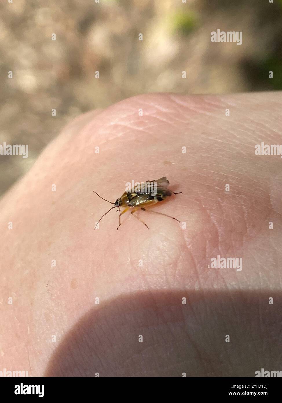 handsome plant bug (Harpocera thoracica Stock Photo - Alamy
