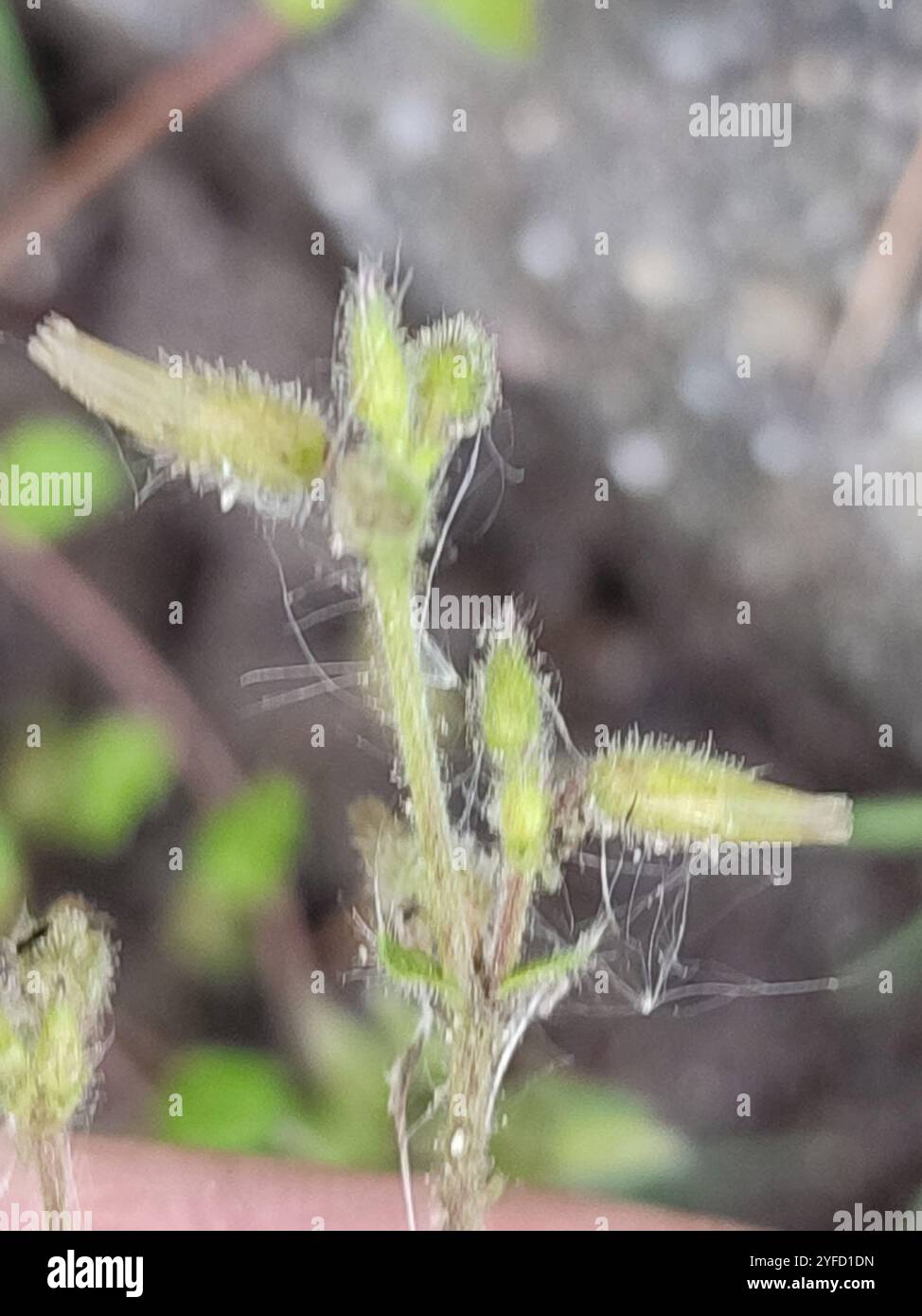Sticky mouse-ear chickweed (Cerastium glomeratum Stock Photo - Alamy