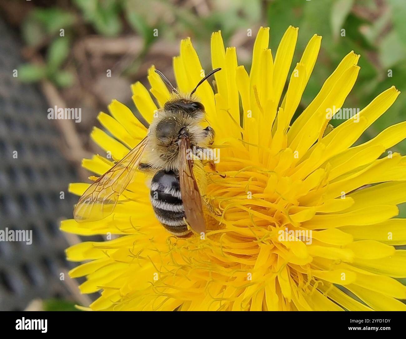 Mining Bees (Andrena Stock Photo - Alamy