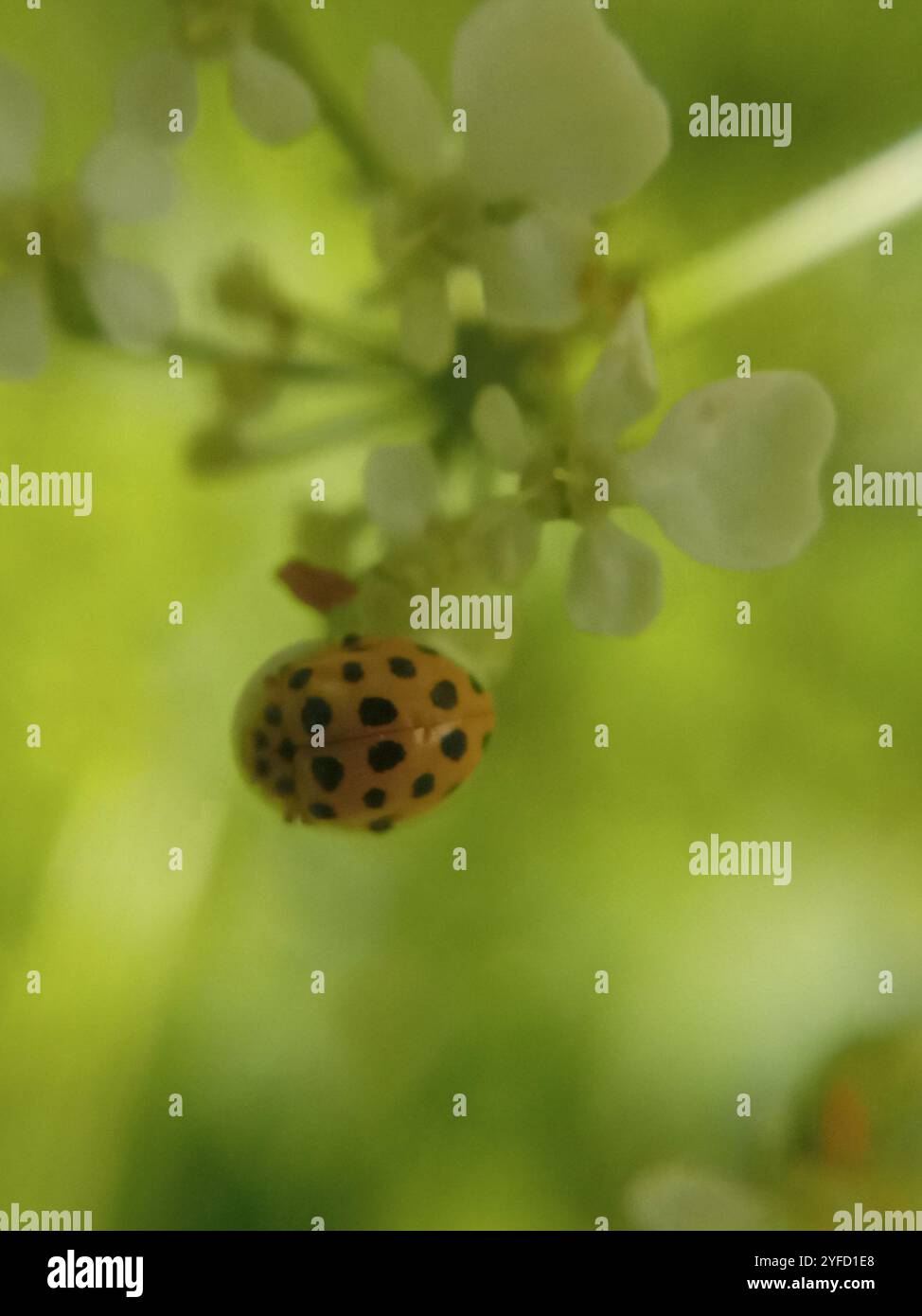 22-spot Ladybird (Psyllobora vigintiduopunctata Stock Photo - Alamy
