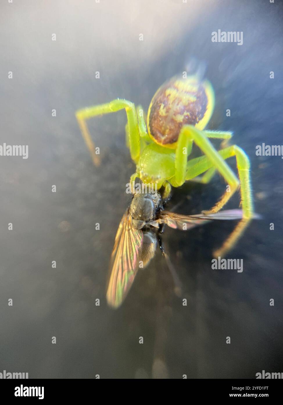 Eurasian Green Crab Spider (Diaea dorsata Stock Photo - Alamy