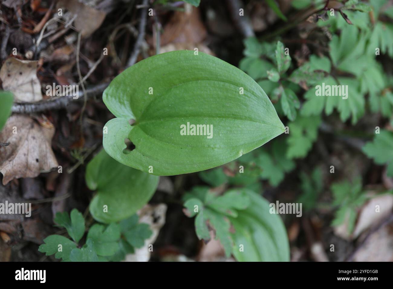 May Lily (Maianthemum bifolium Stock Photo - Alamy