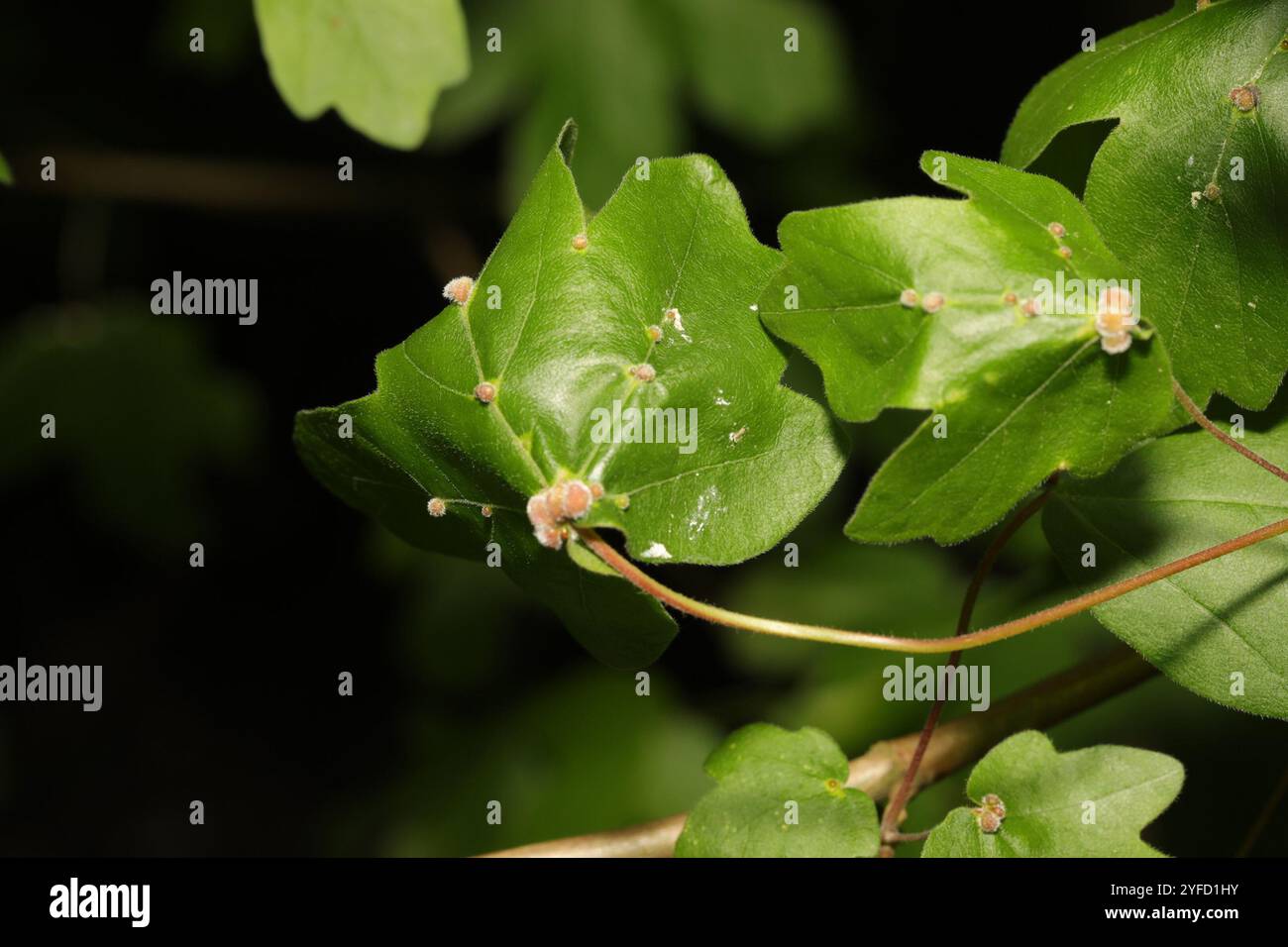 solitary maple leaf gall mite (Aceria macrochela Stock Photo - Alamy