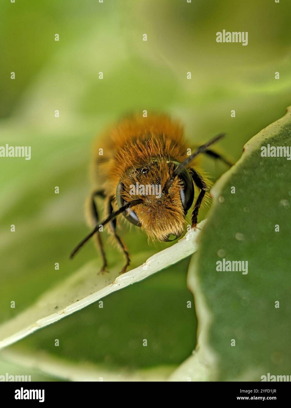 Orange-vented Mason Bee (Osmia leaiana Stock Photo - Alamy