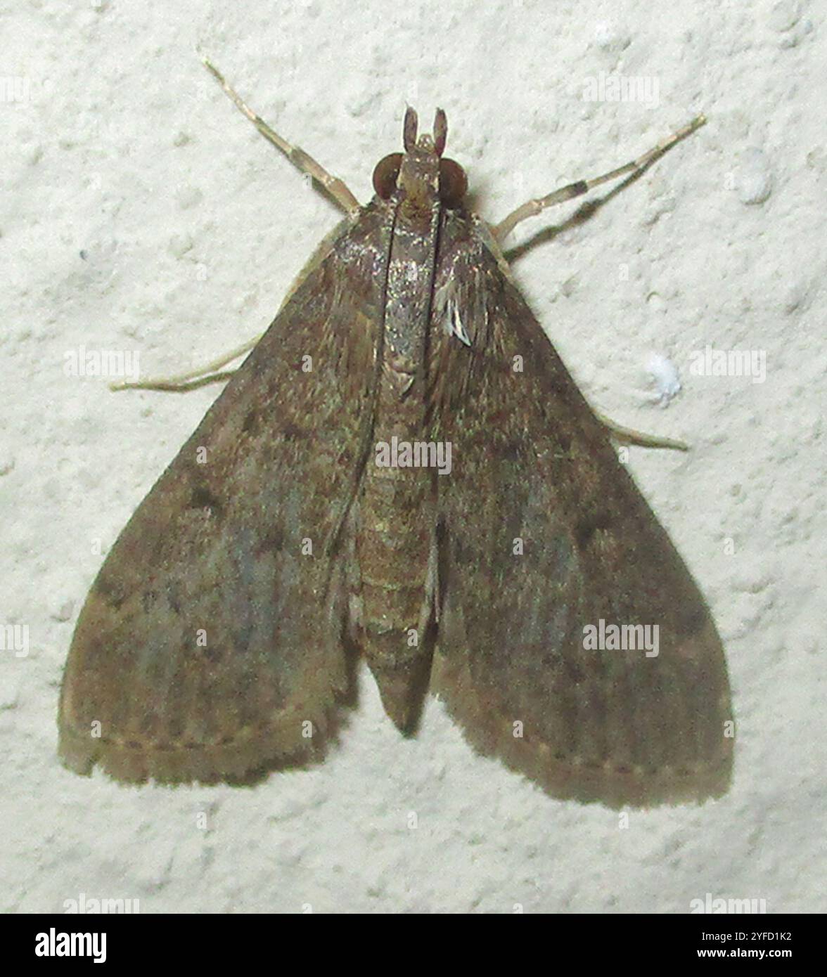 Dusky Herpetogramma Moth (Herpetogramma phaeopteralis Stock Photo - Alamy