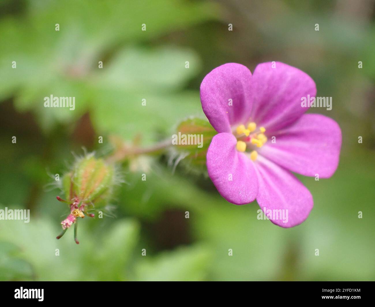 Little-Robin (Geranium purpureum Stock Photo - Alamy