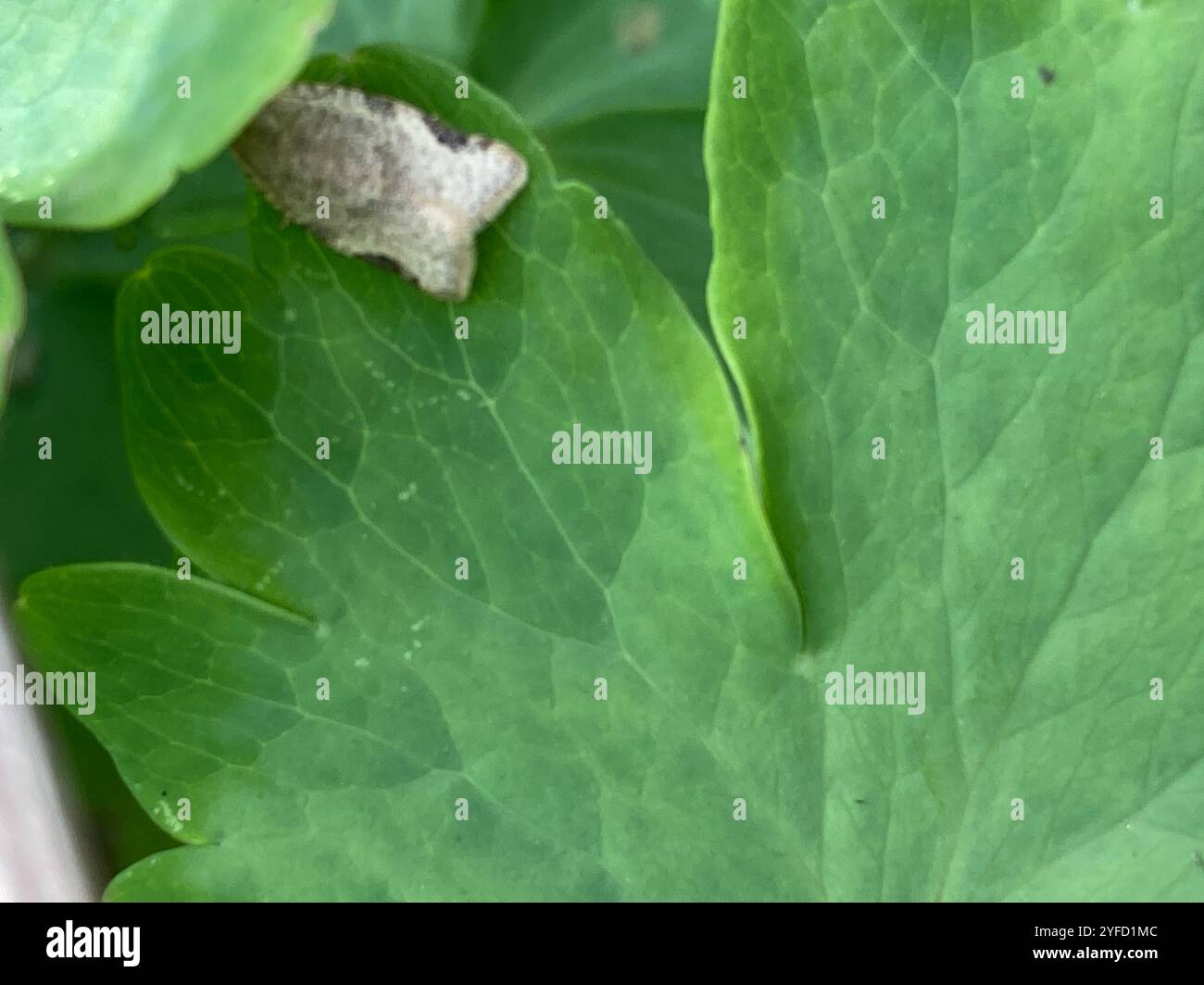 Tortricine Leafroller Moths (Tortricinae Stock Photo - Alamy
