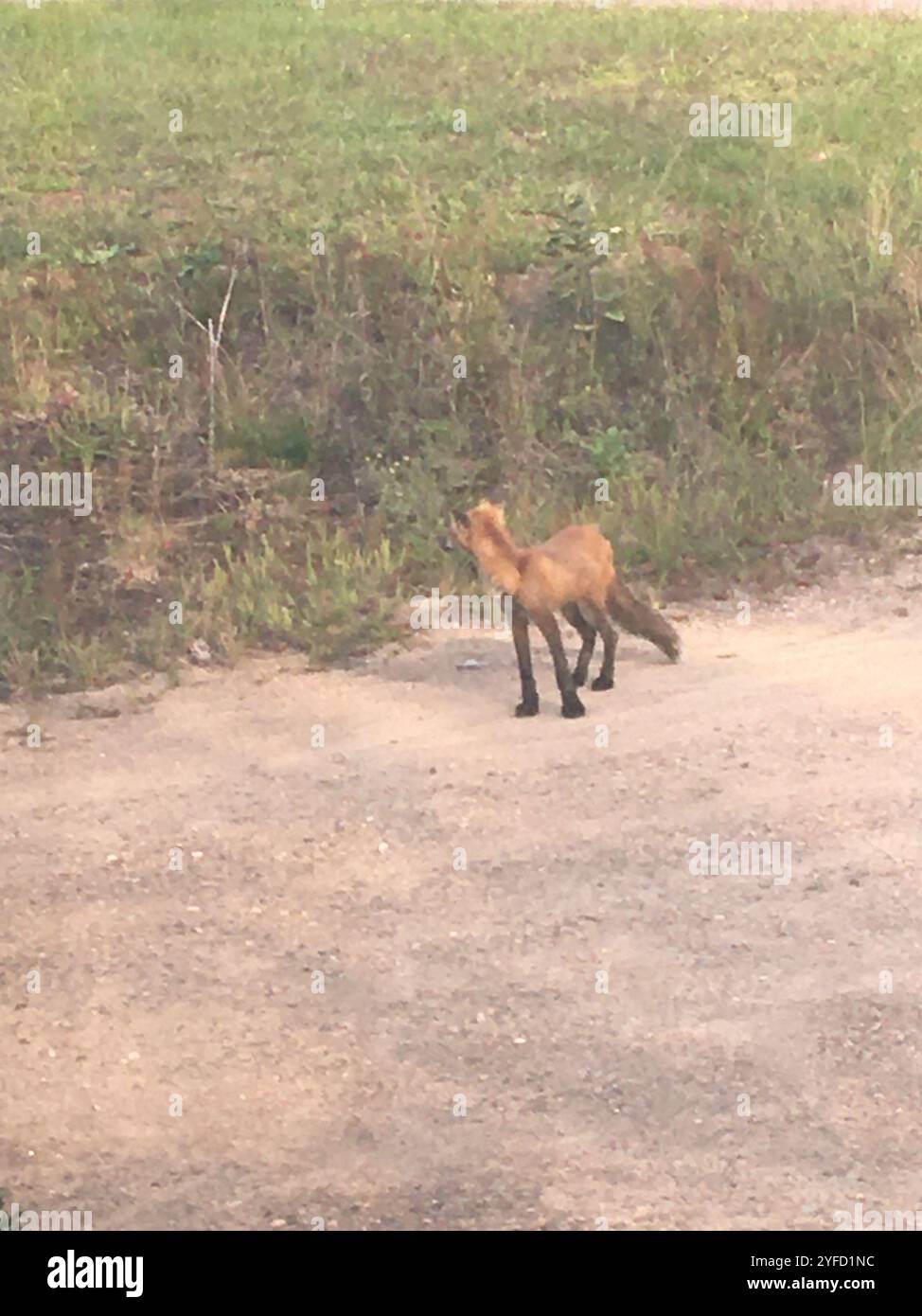 Red Fox (Vulpes vulpes Stock Photo - Alamy