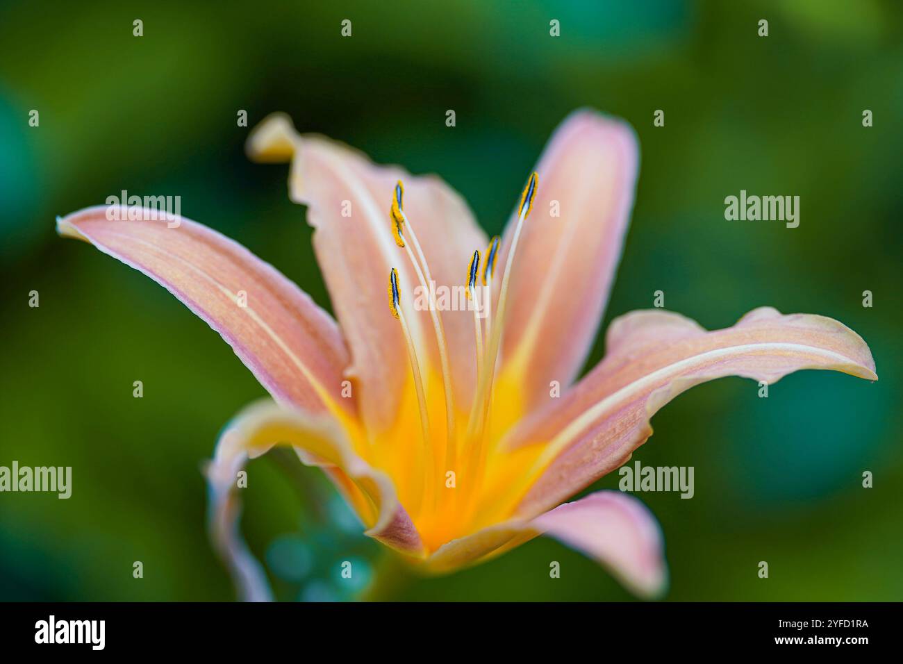 Open lily flower hi-res stock photography and images - Alamy