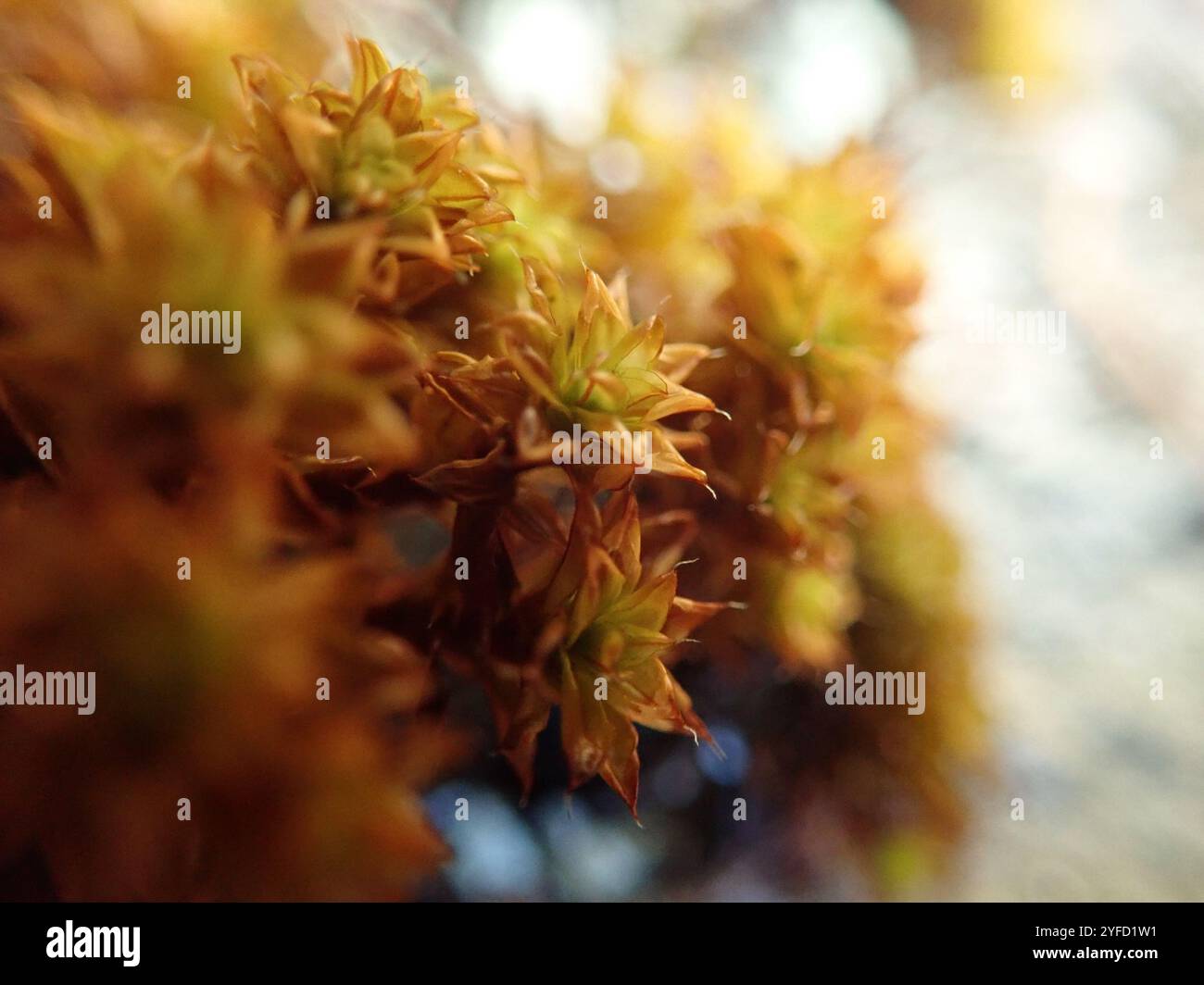 Brown Screw-moss (Syntrichia princeps Stock Photo - Alamy