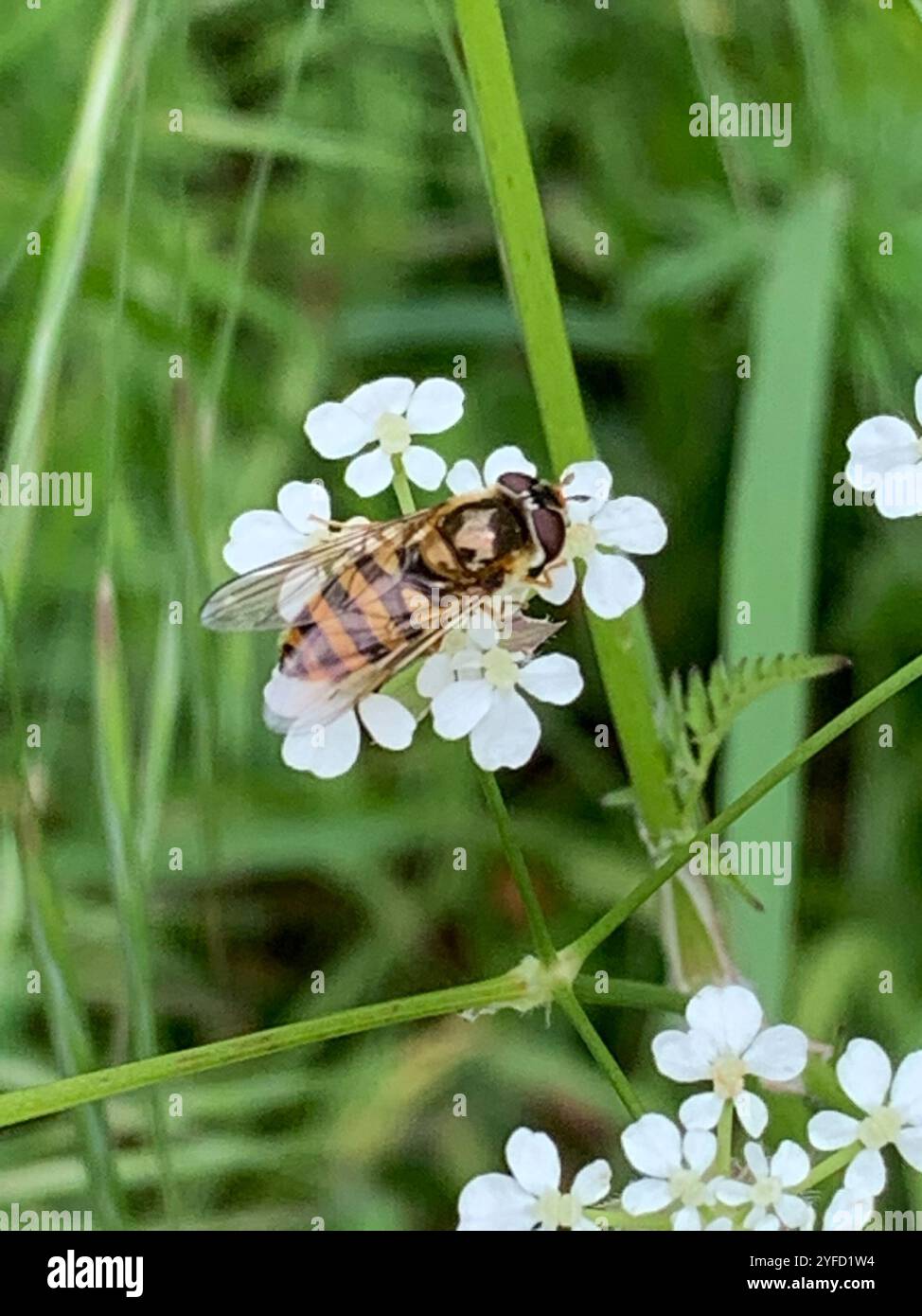 Epistrophe nitidicollis hi-res stock photography and images - Alamy